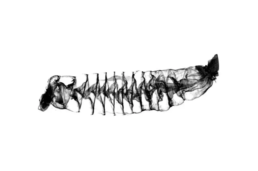 アブラツノザメのサメの腸