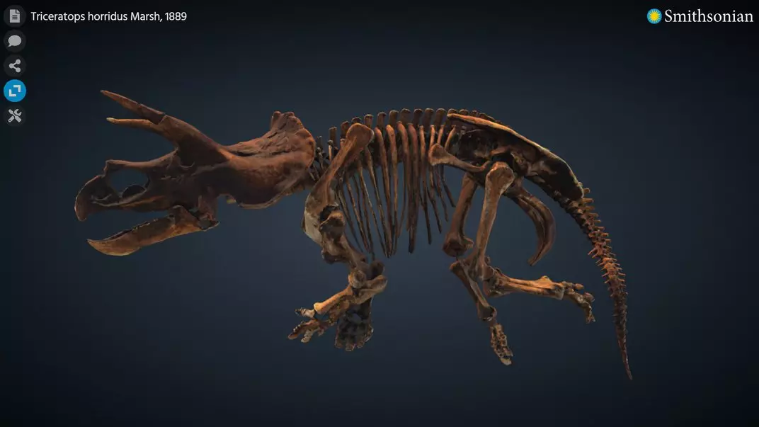 Redare 3D a unui schelet de triceratops pe un fundal întunecat.