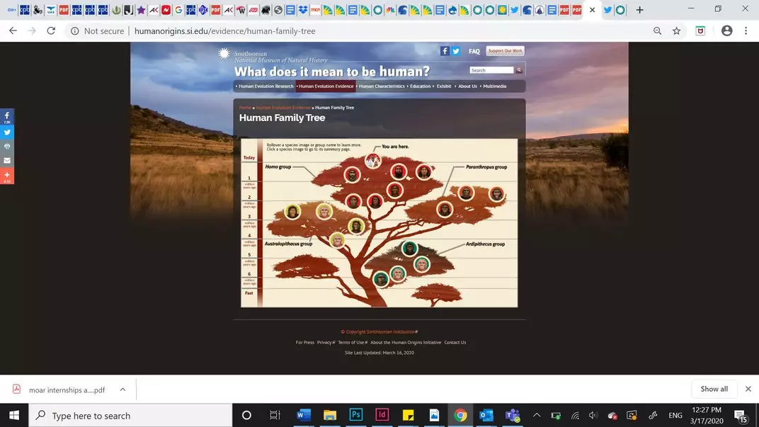 Captură de ecran a arborelui evolutiv al vieții uman în alb și maro pe site-ul Smithsonian’s Human Origins.