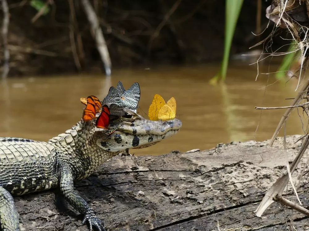 Vencedores do concurso de fotografia da Royal Society capturam detalhes de tirar o fôlego de nosso mundo em rápida mudança