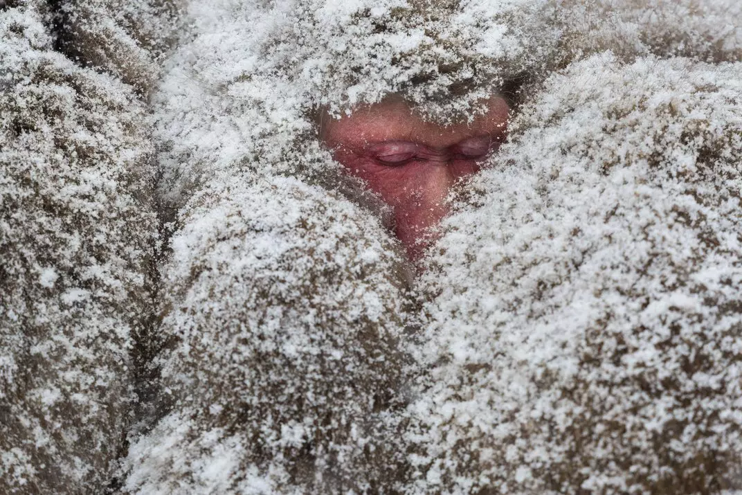 Vítězové fotografické soutěže Royal Society zachycují dechberoucí detaily našeho rychle se měnícího světa 23010_5