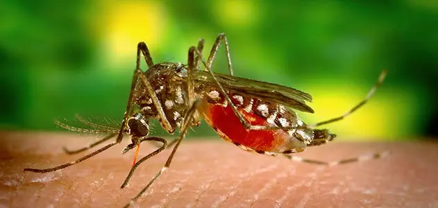 Aedes aegypti مڇر