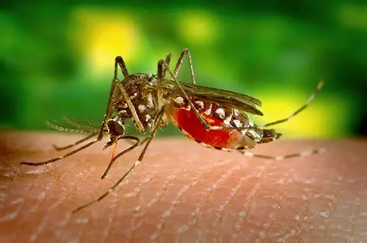 ເຊື້ອໄວຣັສ West Nile ຕໍ່ໄປ? 23011_3