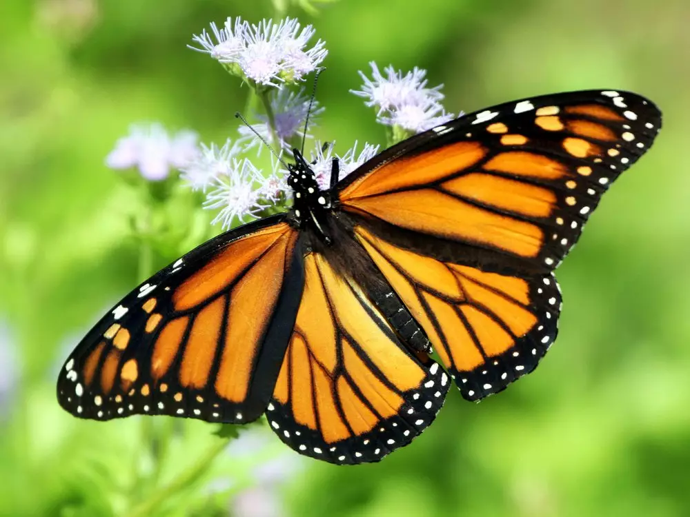 Monarch pillangó a kék ködvirágon