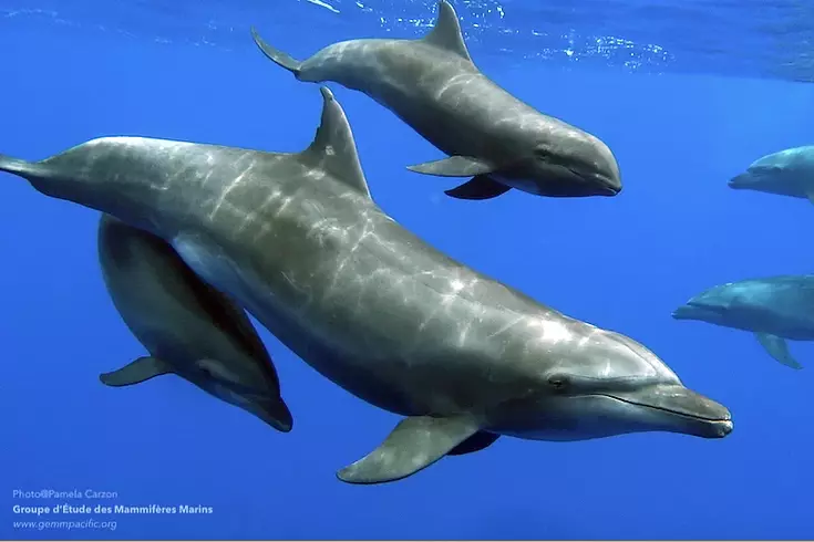 Bafuputsi ba Ngola Taba ea Pele e Tsejoang ea 'Mè oa Li-Dolphin Ho Amohela Namane ea Leruarua