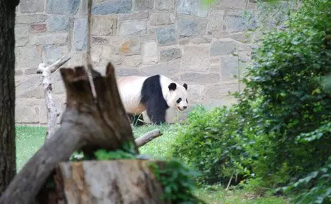 панды в зоопарке