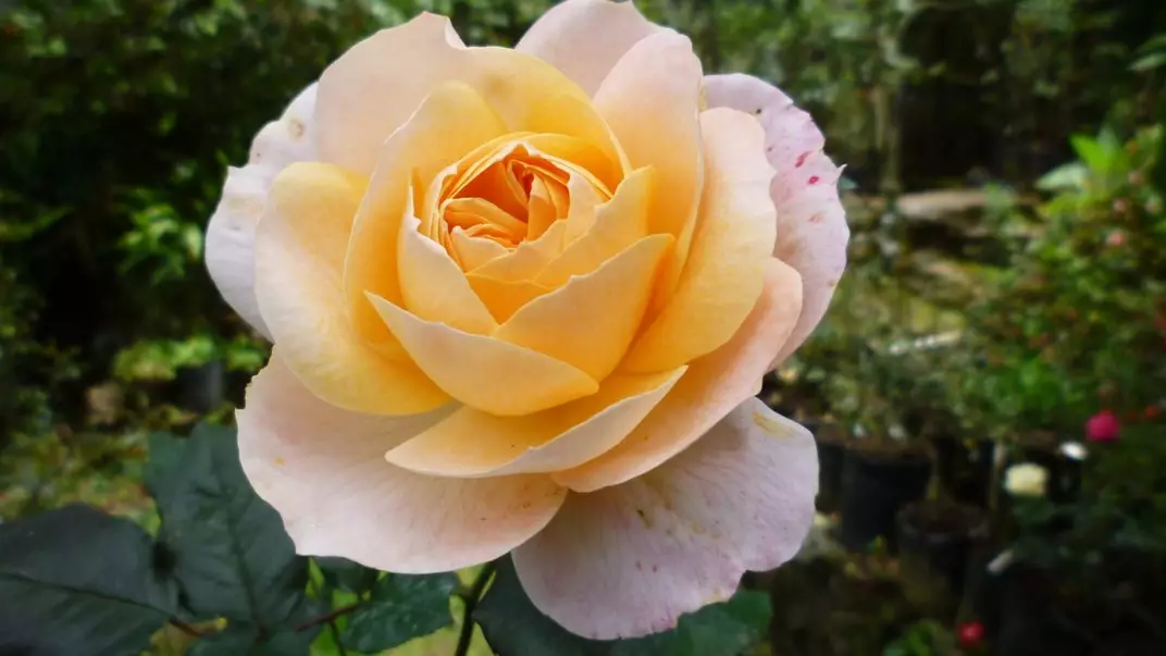 Rose Hybrid