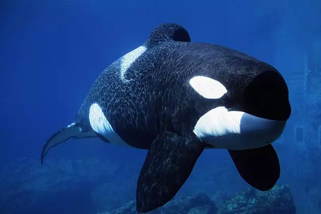 Keiko a Orca