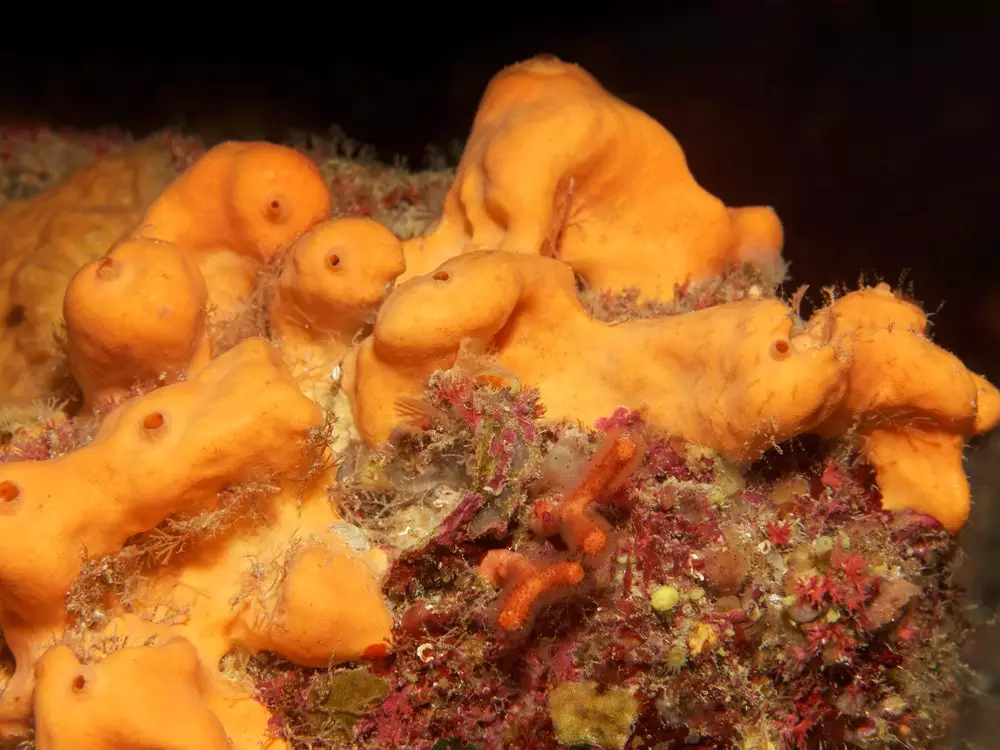 Orange demosponge