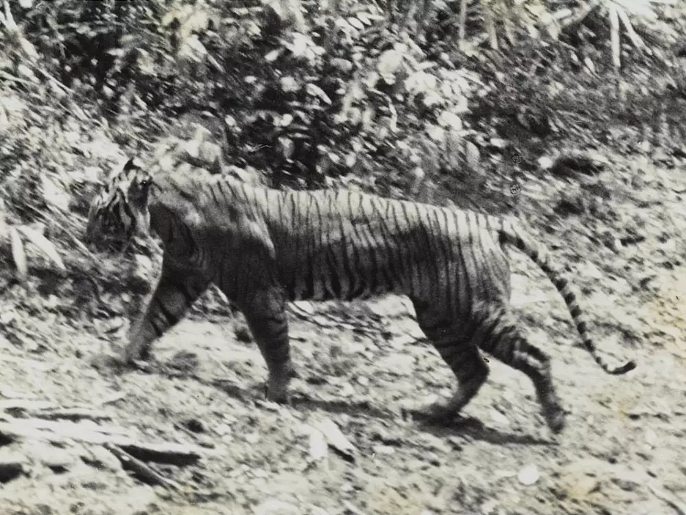 Явански тигър