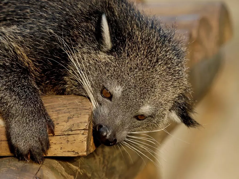 Nêzîkbûna binturong an bearcat. Mamik xwedî porê gewr û çavên qehweyî ye.