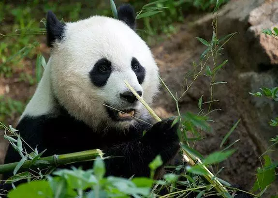 Mei Xiang es una mamá feliz después de dar la bienvenida a un nuevo cachorro el domingo.