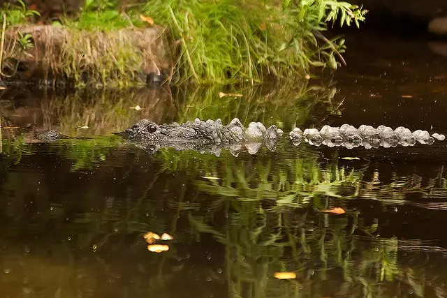 Krokodili koji se hrane kumkvatom: krokodili i aligatori vole svoje voće i povrće