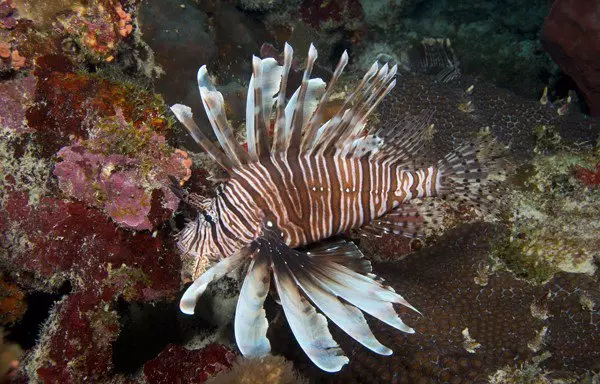 Ang mga invasive species sama sa lionfish makadaot sa natural, tawo, ug ekonomikanhong kahimsog. (Barry Brown)