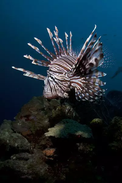 Un poisson dans l'eau sombre.