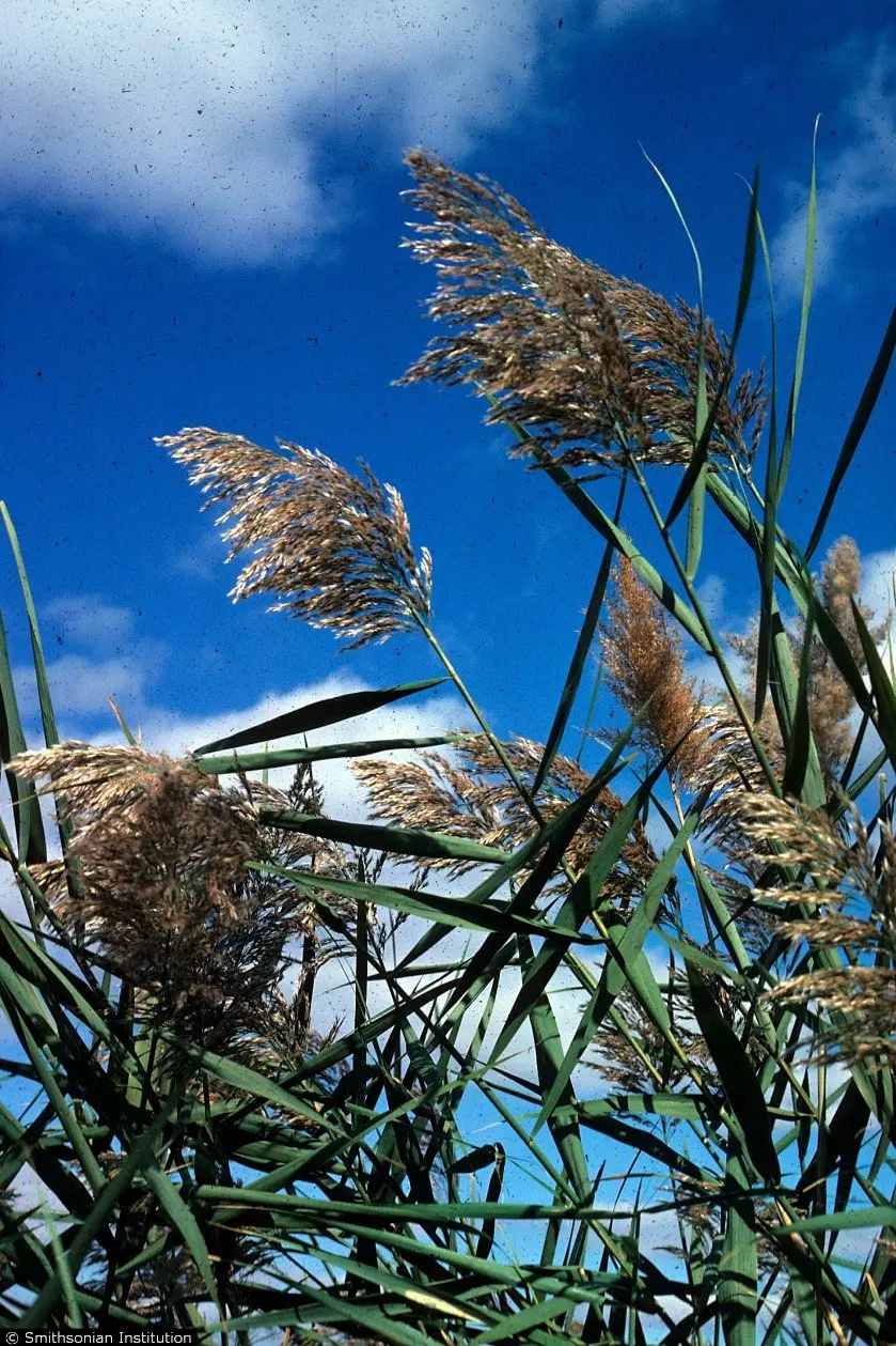 Nêzîkî nebatên ku li ber bayê diherikin.