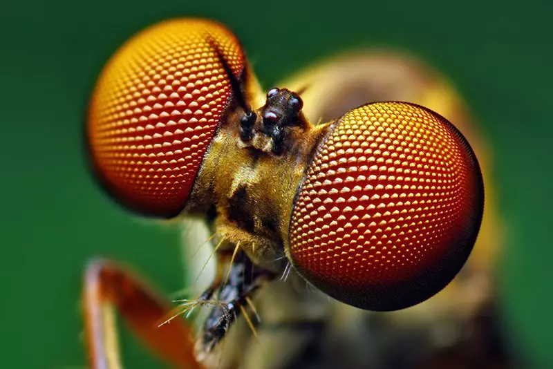 robber_fly_eye.jpg