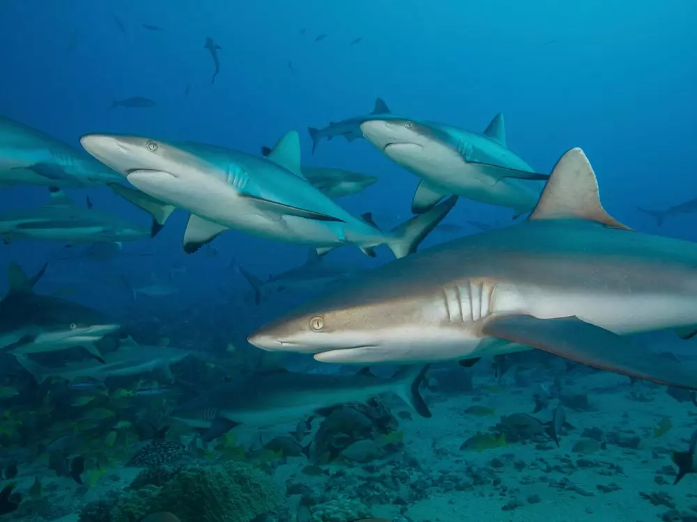 Grey Reef Sharks Hunt With the Same Group for Years—but Don&#x27;t Call Them Friends