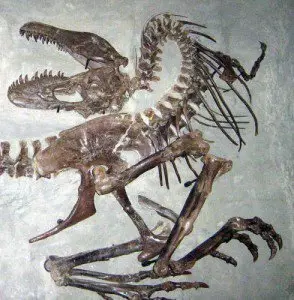 20110520083129gorgosaurus_death_pose-294x300.jpg