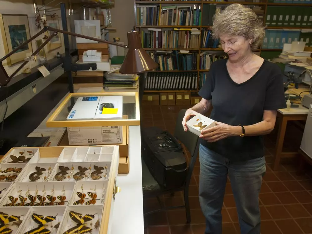 Yn har laboratoarium by it Smithsonian Tropical Research Institute bringt Annette Aiello gewoanlik rupsen op om út te finen hokker flinters se wurde as folwoeksenen, mar yn dit gefal rjochte se har oandacht op sikades dy't út in húsplant op har veranda yn Arraijan, Panama komme. (J. Aleman/STRI)