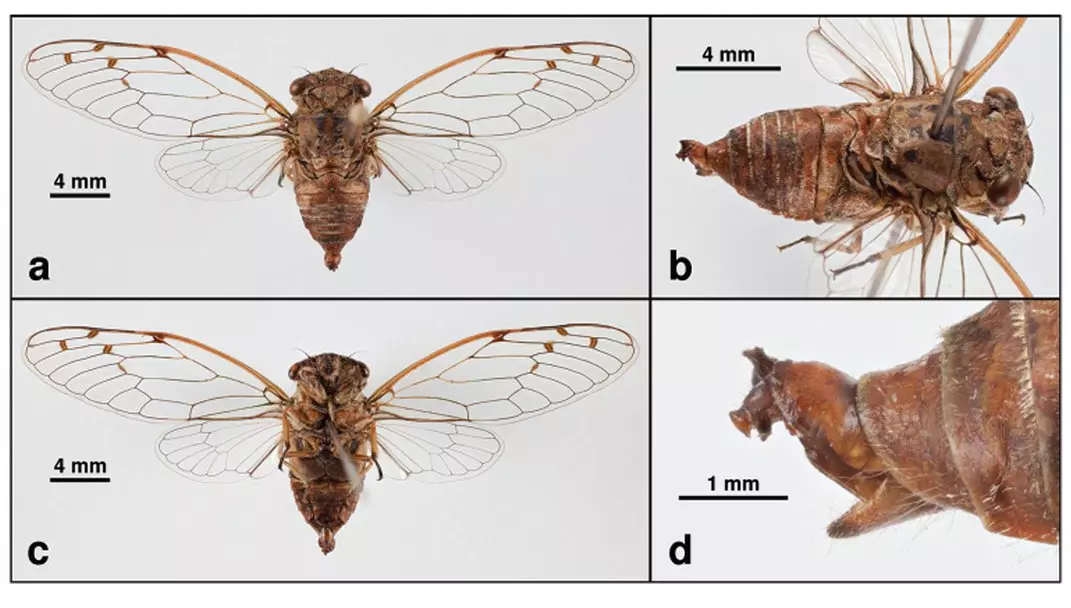 Masklo Pacarina sp.