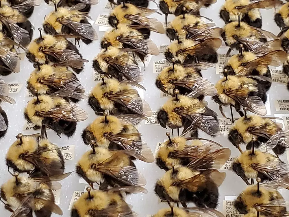 Deze hommels maakten deel uit van een massaal digitaliseringsproject in het Smithsonian's National Museum of Natural History. Onder elke bij staat belangrijke informatie over waar de bijen zijn verzameld, wanneer en door wie. (Margaret Osborne, Smithsonian Institution)