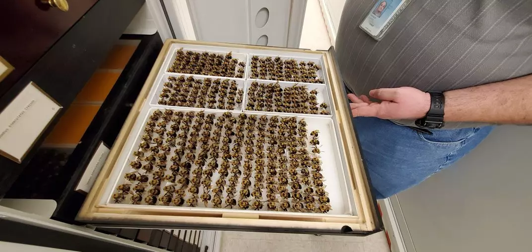 Een persoon opent een la vol vastgezette hommels in de Entomologie-collectie in het Smithsonian's National Museum of Natural History.