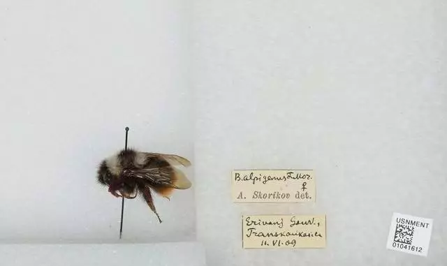 Una abeja clavada en espuma de poliestireno con dos etiquetas que indican dónde fue recolectada y por quién.