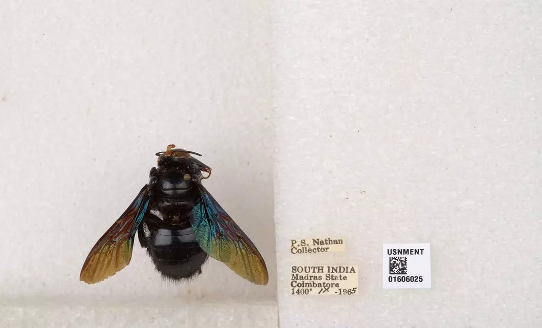 Isang carpenter bee ang naka-pin sa styrofoam na may tatlong label kasama ang pangalan ng collector, kung saan ito natagpuan at isang QR code.