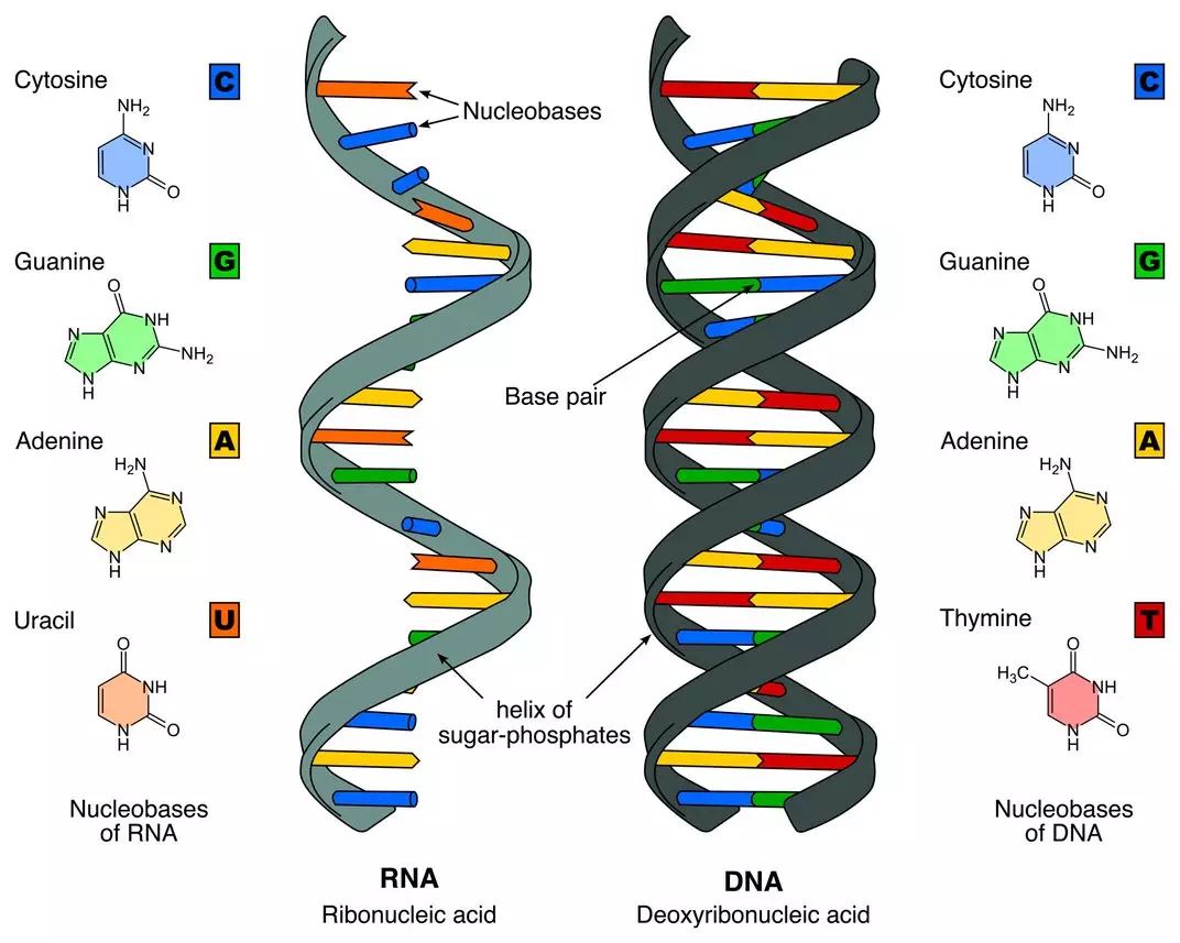 DNA ja RNA