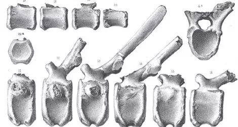 Dinosaur Classics: Leidy's Dinosaur Inventory