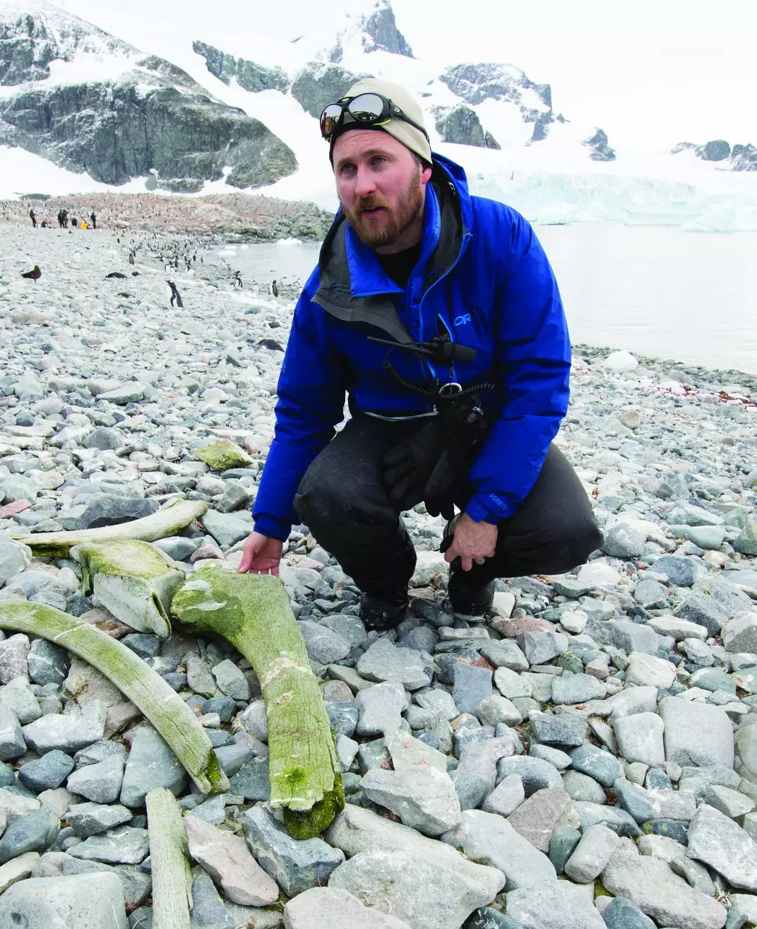 Nick Pyenson weist op e Walknach op der Cuverville Island an der Antarktis