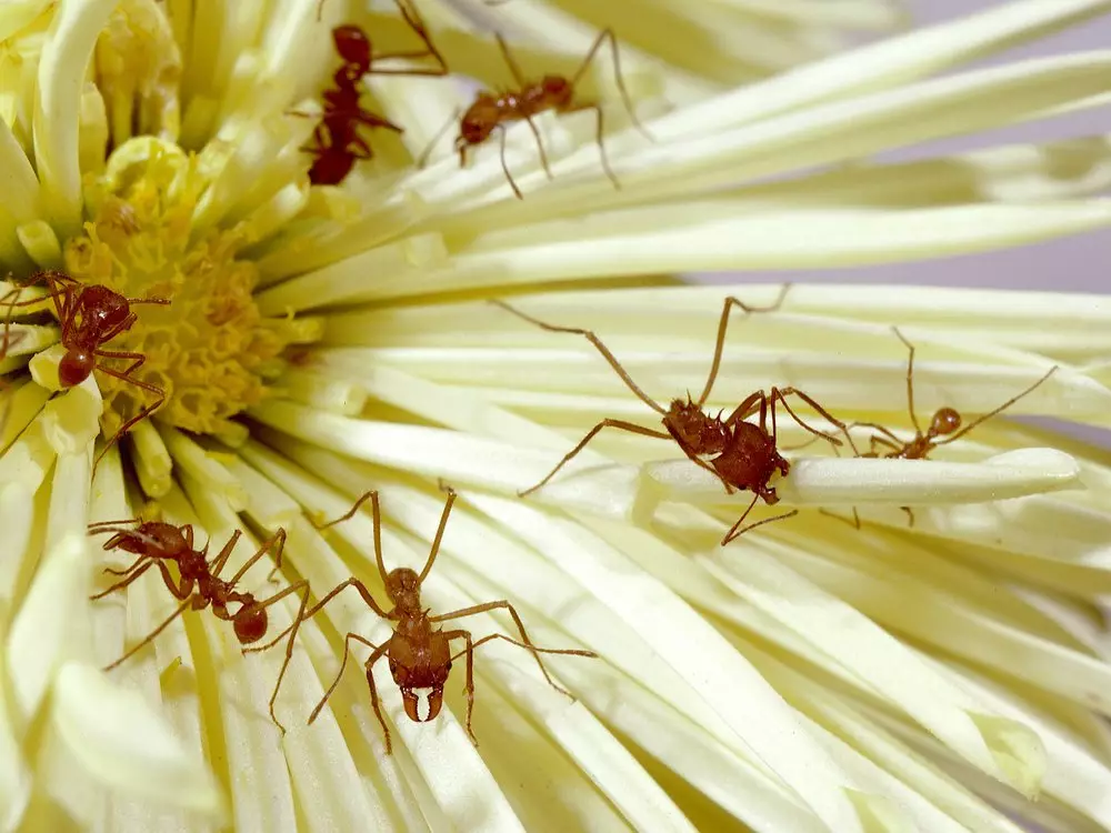 Denk je eraan om krekels te eten? Hier zijn zes andere smakelijke insecten om ook te proberen