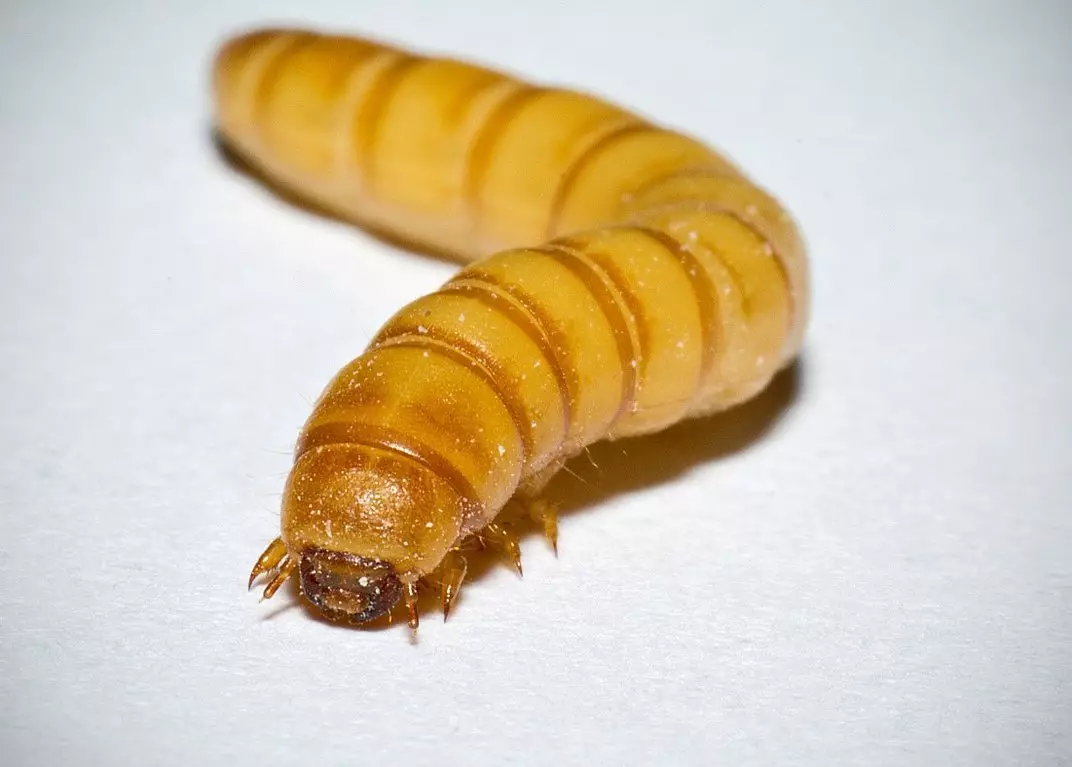 Larva ulat tepung dengan latar belakang putih