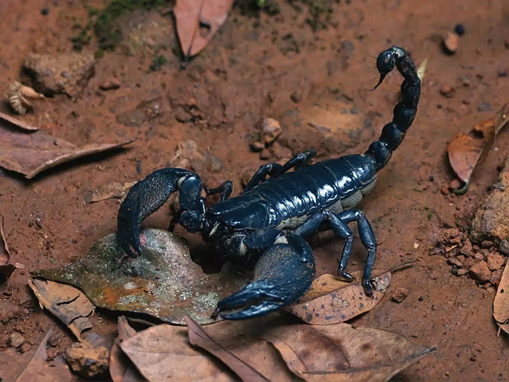 Scorpion noir vivant sur terre avec des feuilles