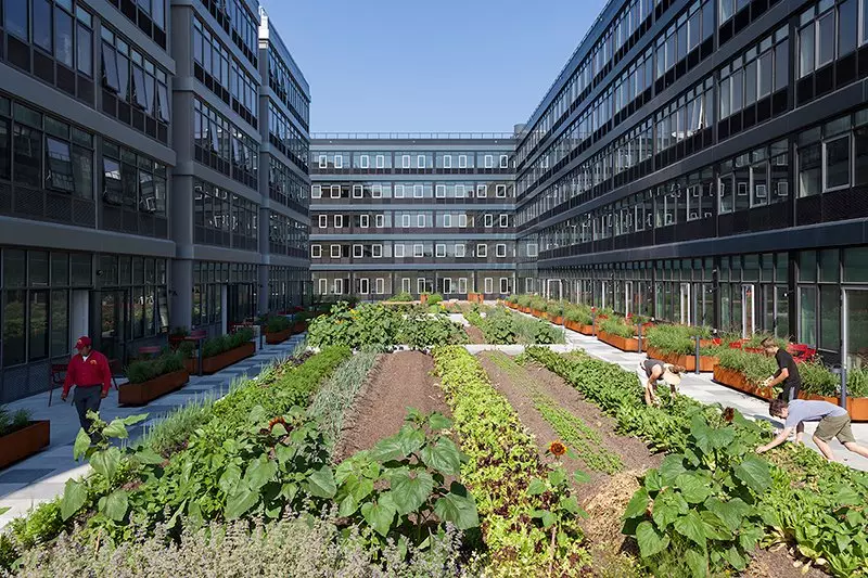 Meet the Woman Who Runs NYC&#x27;s First Commercial Farm in a Residential Development