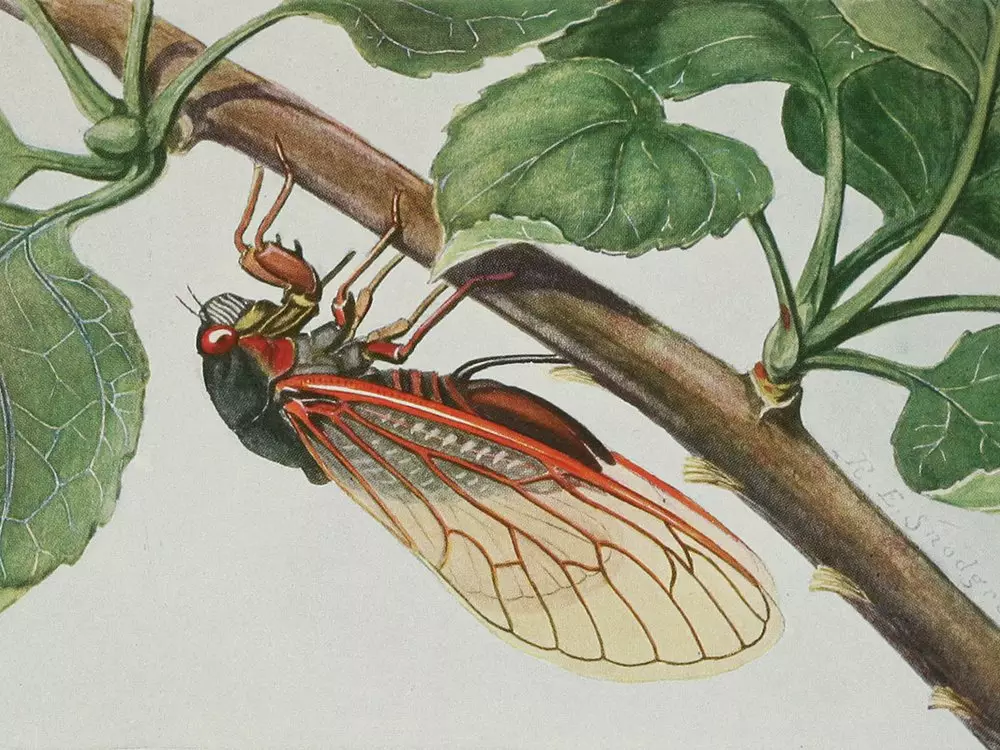 Од инсеката, њиховог начина и начина живота. Уметничко дело Р. Е. Снодграсса