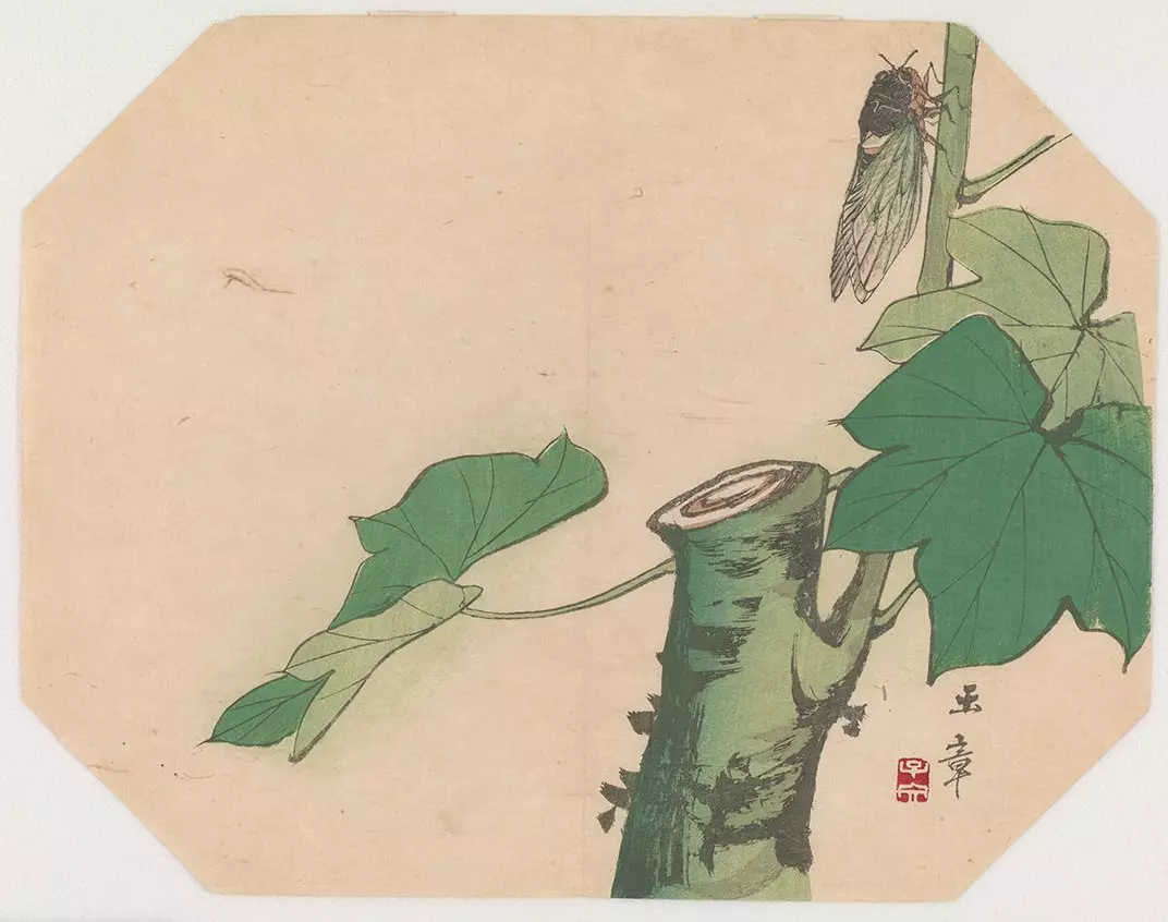 Илустрација у боји на осмоугаоном платну цикаде која се пење на дрво.