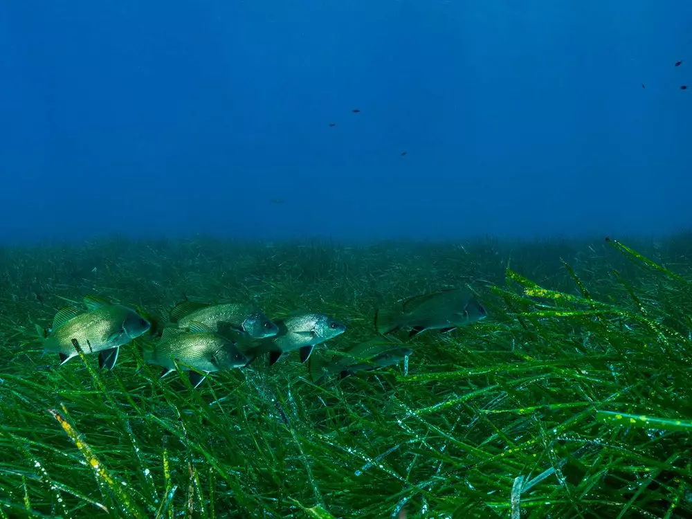 Ang Seagrass Nadaot sa Polusyon sa Kasaba