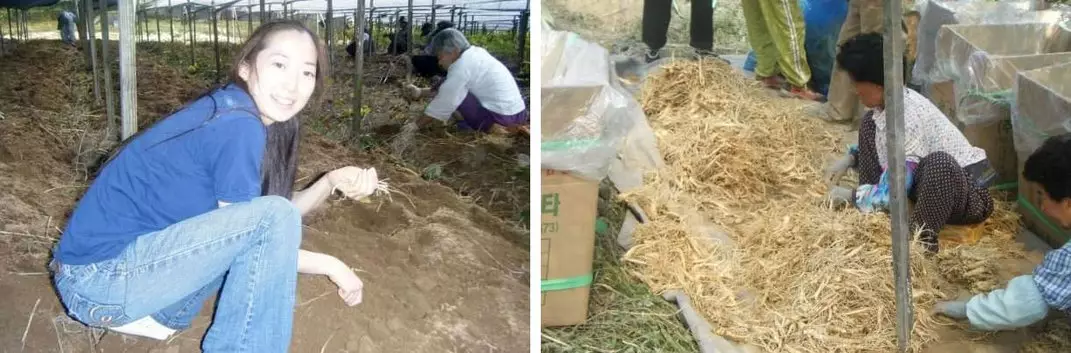 Due immagini affiancate: a sinistra, una giovane donna inginocchiata a terra sorregge radici sottili di ginseng marrone chiaro. Sulla destra, le persone anziane si inginocchiano a terra, smistando un grande mucchio di radici di ginseng marrone chiaro.