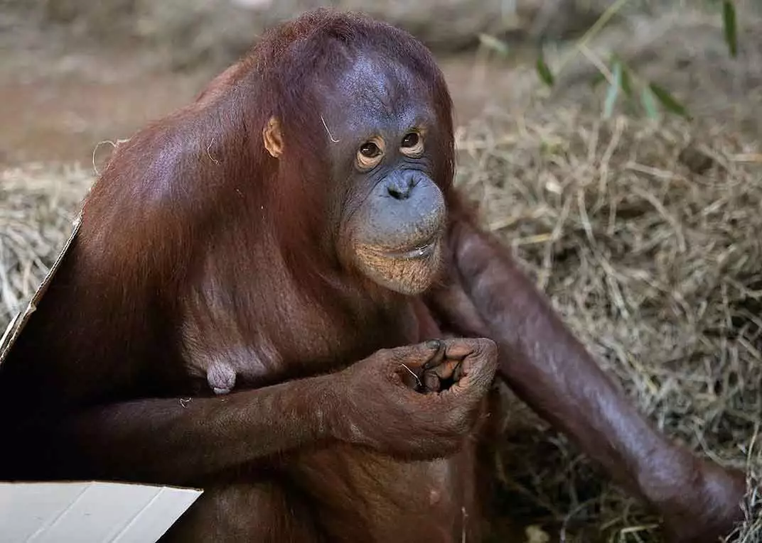 Batang, mare orangutan