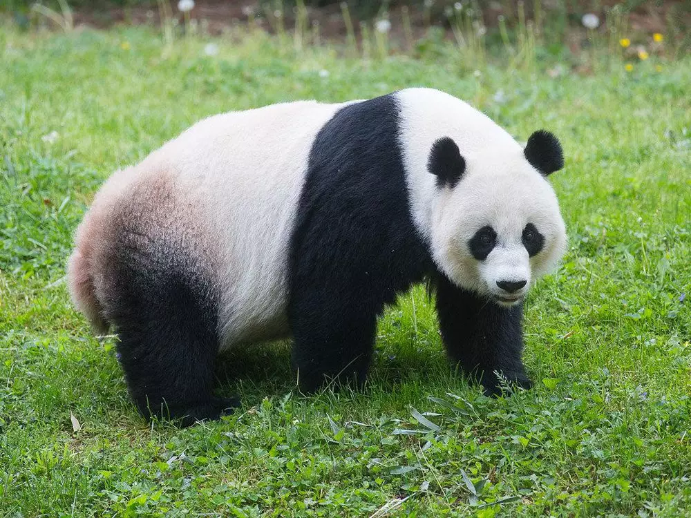 Ei pandanpentua eläintarhan Mei Xiangista tänä vuonna