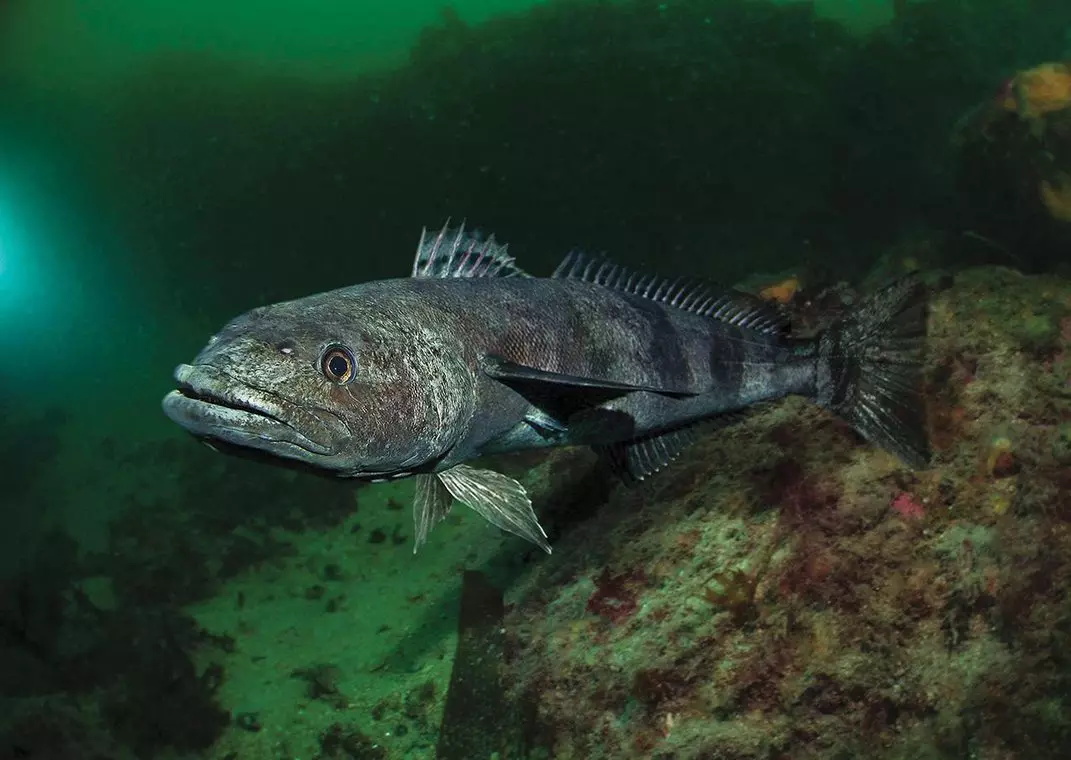 Ang Antarctic toothfish