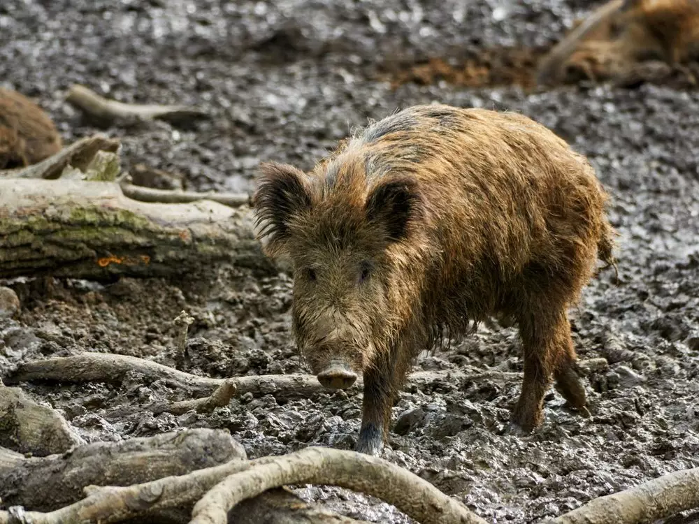 Les cochons sauvages libèrent 1,1 million de voitures d'une valeur de dioxyde de carbone qui réchauffe la planète chaque année