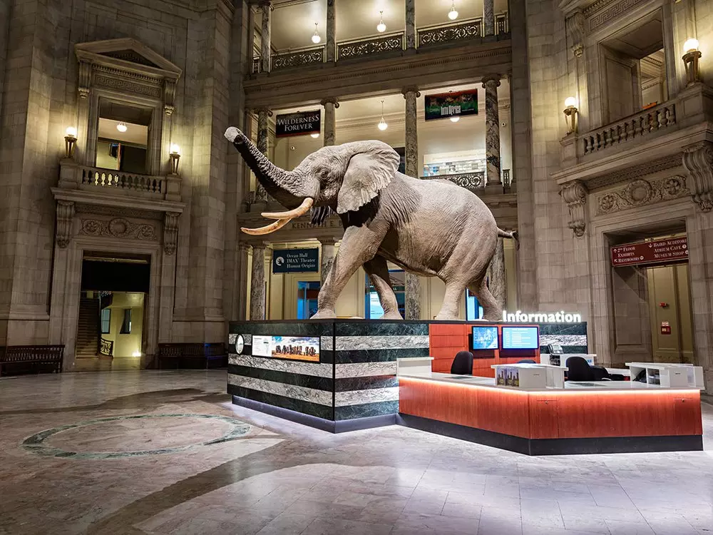 Cet éléphant de brousse d'Afrique n'est que le premier des nombreux sites photogéniques pour les visiteurs du Musée national d'histoire naturelle du Smithsonian. (James Di Loreto, Smithsonian Institution)