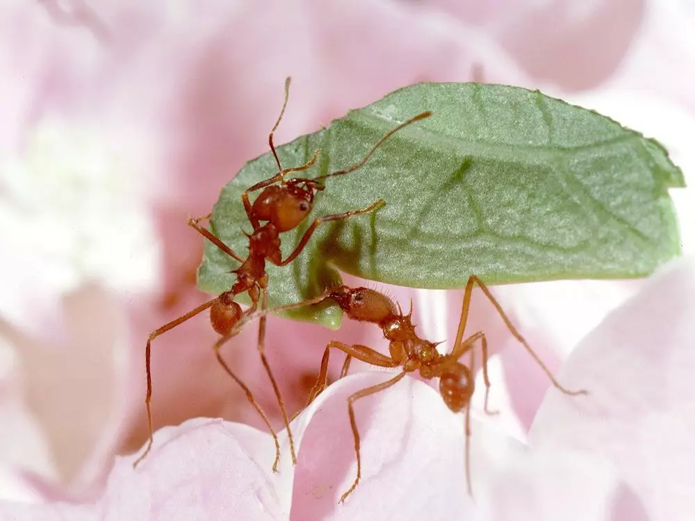Melalui penyelidikan tentang semut penternakan kulat yang hidup dan dipelihara, ahli entomologi mempelajari lebih lanjut tentang hubungan mendalam serangga dengan persekitaran mereka dan bagaimana hubungan itu mungkin berkembang sebagai tindak balas kepada perubahan iklim. (Smithsonian)