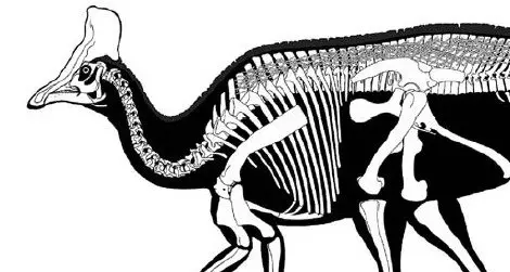 Outlining Olorotitan