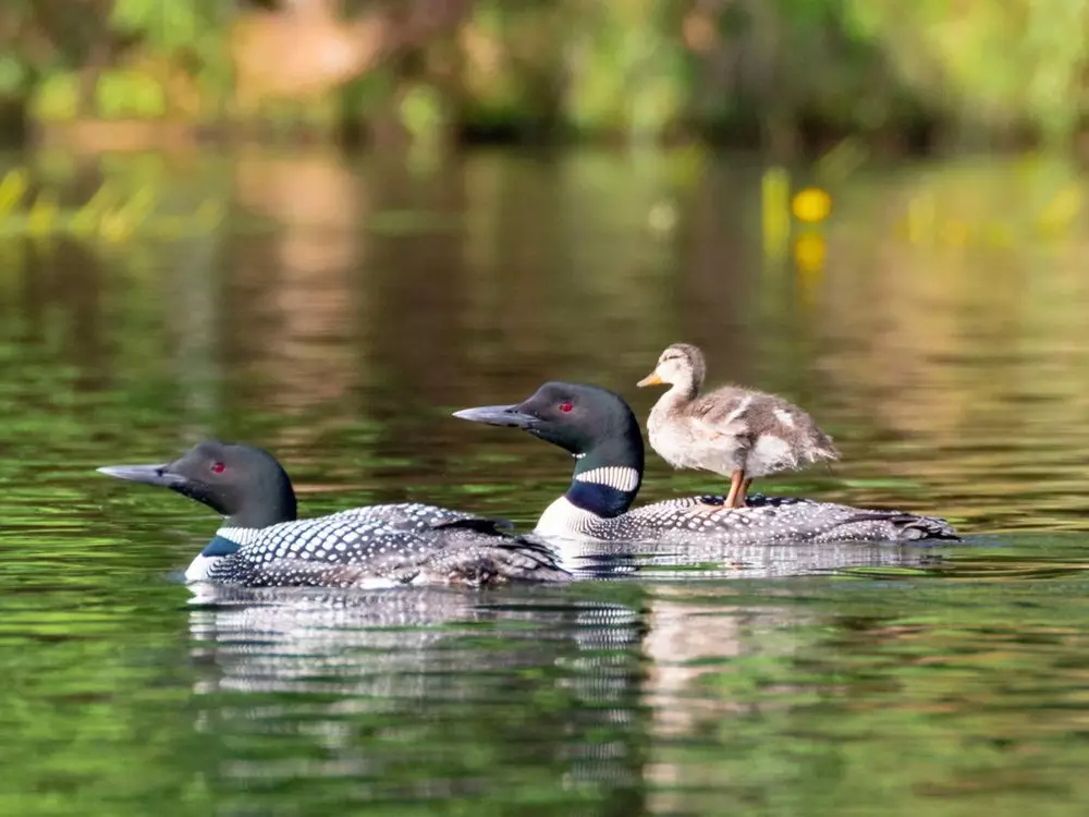 Loons de ninho vazio adotam um filhote de pato selvagem no norte de Wisconsin