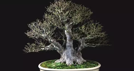 Picture-Perfect Bonsai