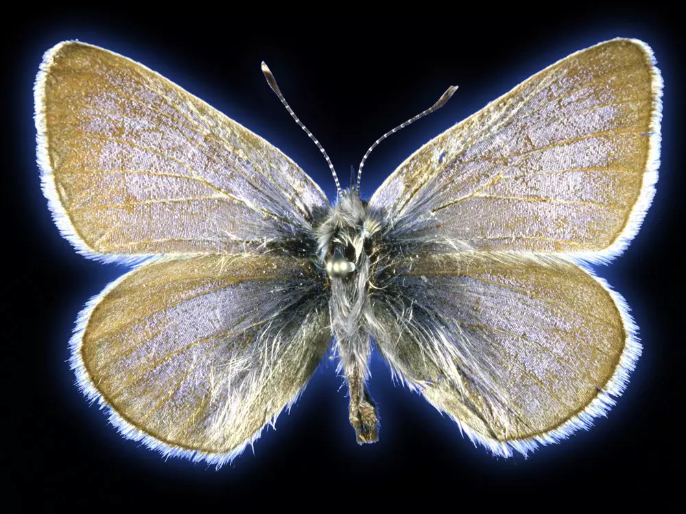 Vzorek modrého motýla Xerces